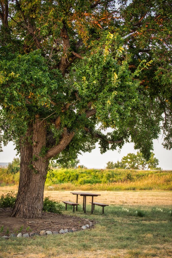 A Picnic Table Under a Shade Tree Stock Photo - Image of peaceful ...