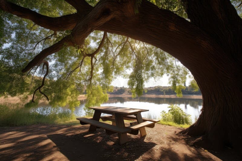 Picnic Table Under Shady Tree, with View of a Tranquil Lake Stock ...