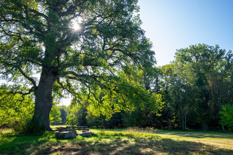 Picnic Table Under the Tree Stock Image - Image of color, finland ...