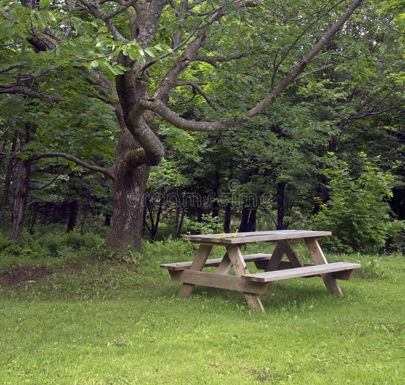 Forest Picnic Area stock photo. Image of camping, fall - 6067916