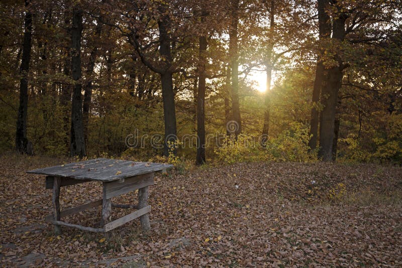 Picnic table in woods stock image. Image of yellow, sunset - 102739139