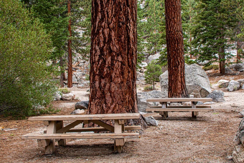 Picnic Tables and Pine Trees Stock Image - Image of park, wood: 229290135