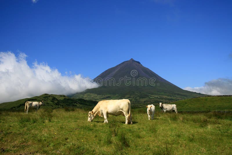 Pico Azores Cows stock photo. Image of ocean, azores - 25803802