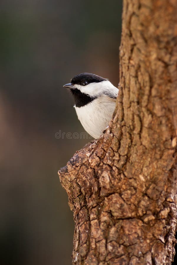 Pico de pollo de Carolina imagen de archivo. Imagen de vertical - 159298689