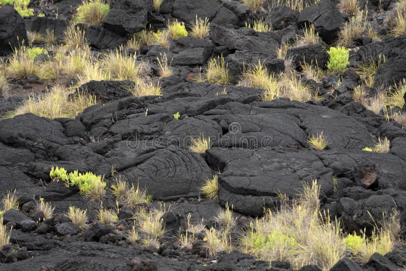 Pico Island Lava Fields Rocks Stock Image - Image of national, ocean ...