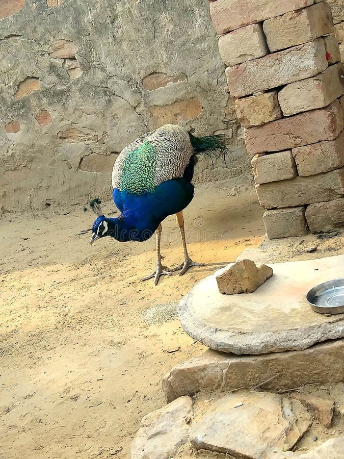 Picock bird stock image. Image of picock, animal, national - 169955927