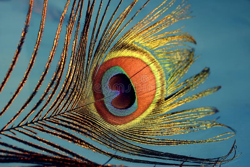 Picok Feather Blue Stock Photos - Free & Royalty-Free Stock Photos from ...