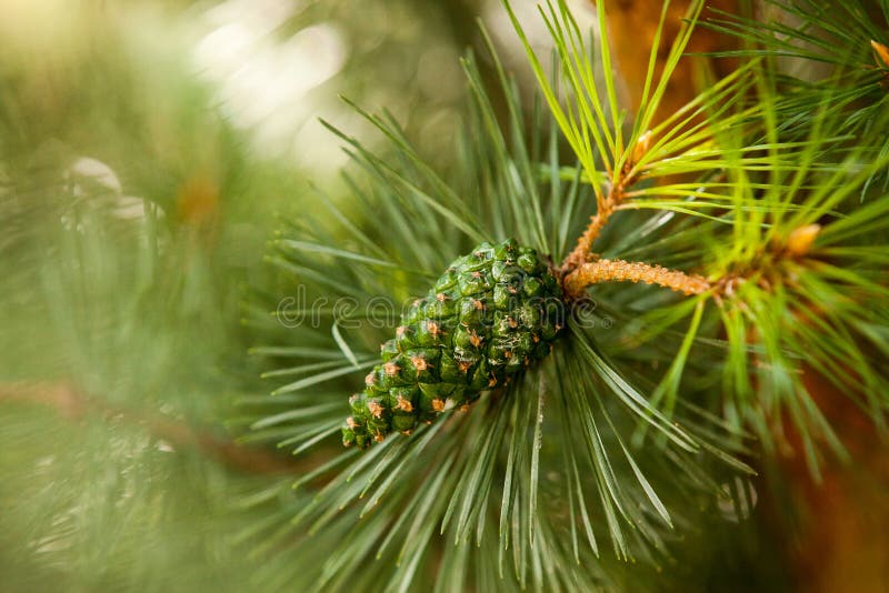 Picone stock image. Image of green, forest, pinecone - 89121891