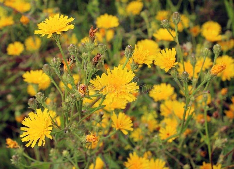 Picris Hieracioides Grows in the Field Like a Weed Stock Image - Image ...