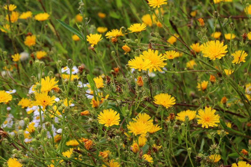 Picris Hieracioides Grows in the Field Like a Weed Stock Photo - Image ...