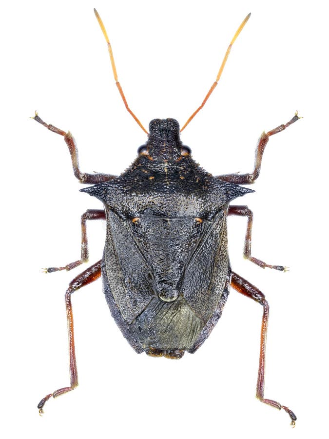 Picromerus Bidens Spiked Shieldbug Stock Photo - Image of bronze ...