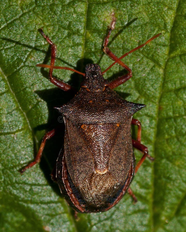 Picromerus Bidens Spiked Shieldbug Stock Photo - Image of bronze ...
