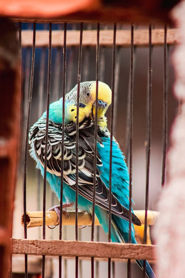Pics of Paigon Morocco in Cadg Stock Photo - Image of macaw, cadg ...