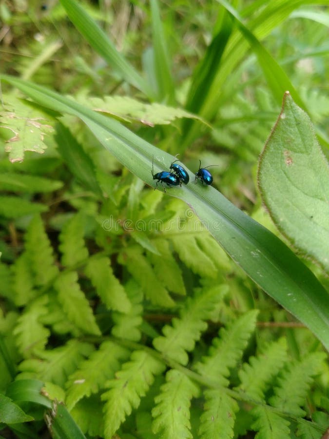 Pict three little bug stock photo. Image of merbabu - 380608522