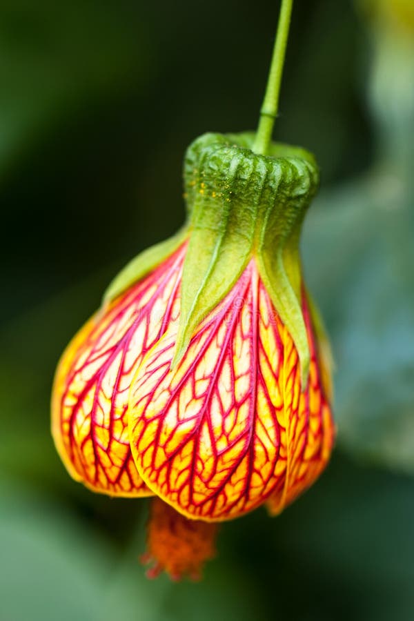 Vista Lateral De Abutilon Pictum Redvein Abutilon O China Imagen de archivo - Imagen de ...