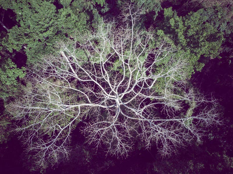 Picture from Above of a Dead White Tree Stock Photo - Image of dead ...