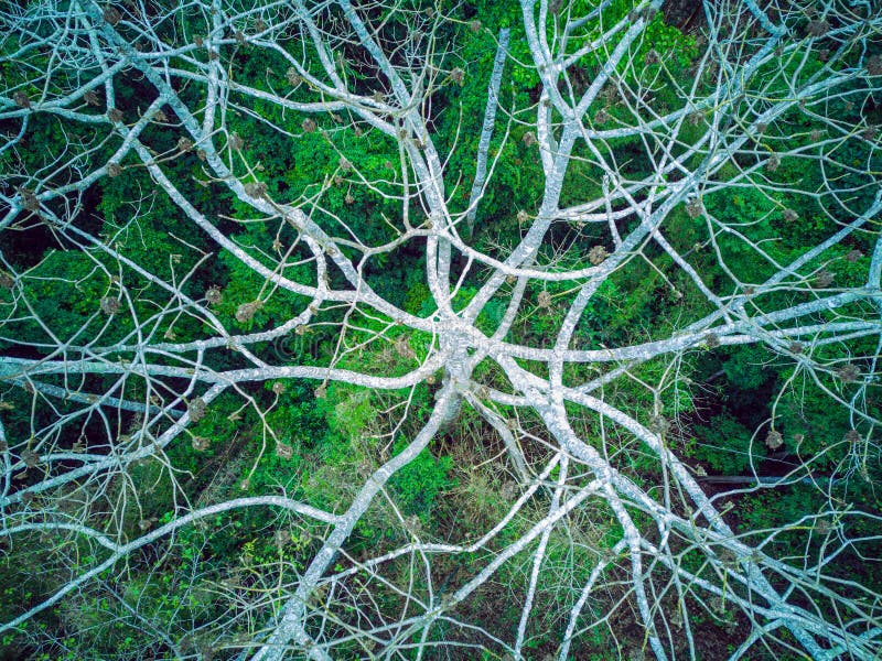 Picture from Above of a Dead White Tree Stock Photo - Image of forest ...