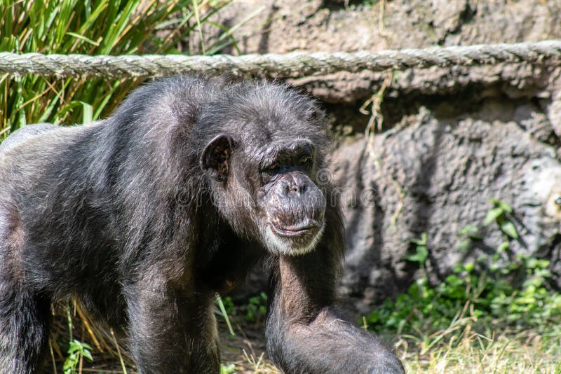 Adult chimpanzee stock photo. Image of wildlife, primate - 134801100