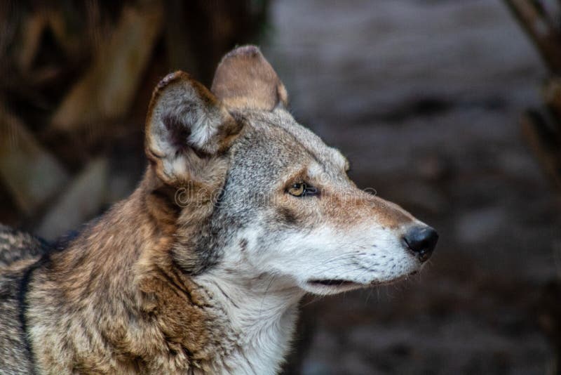 Red wolf stock image. Image of canine, cute, wolf, face - 161735327