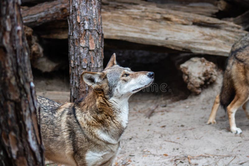 Red wolf stock image. Image of canine, face, haired - 161735353