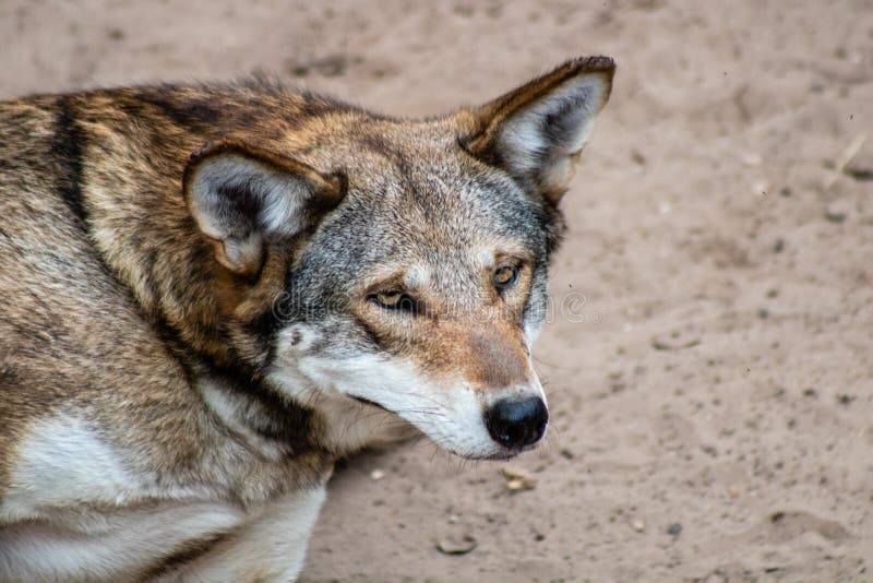 Red wolf stock image. Image of face, cute, haired, eyes - 161735475