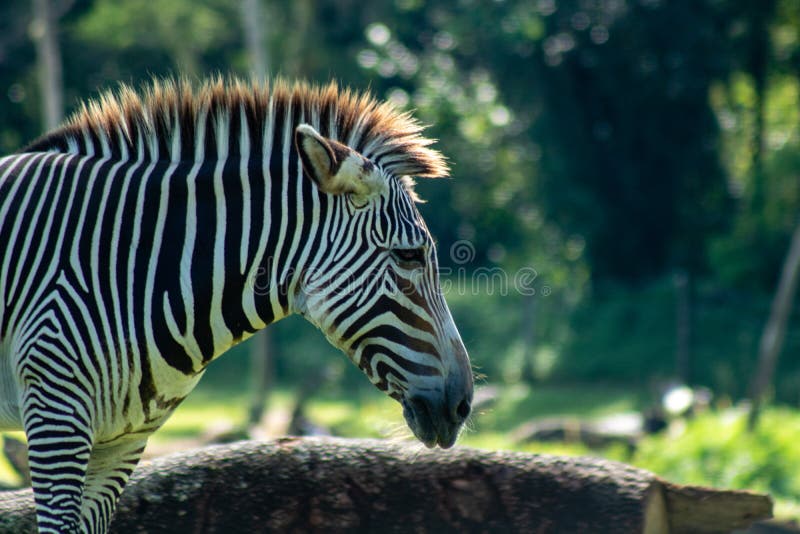 Adult zebra stock image. Image of stiped, adult, animal - 124515073