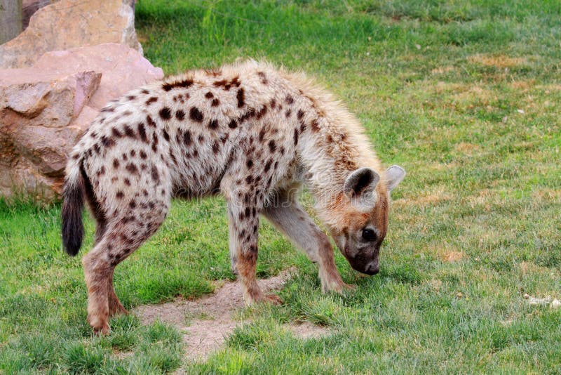 Hyena stock image. Image of mammal, animal, africa, hair - 15030703