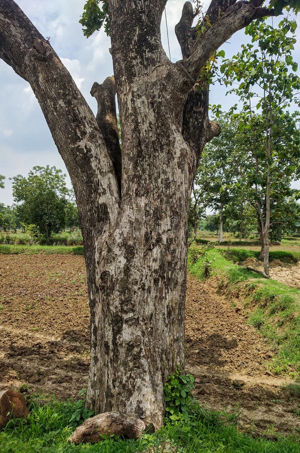 The Picture of Afzelia Africana. Stock Image - Image of plant, forest ...