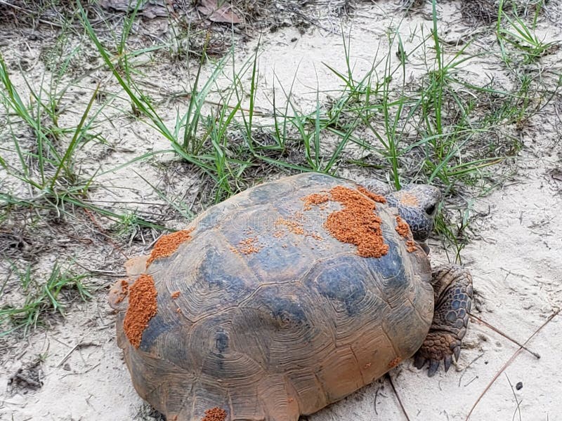 Gopher Turtle Background at Forest Area Stock Photo - Image of closeup ...