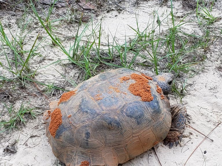Gopher turtle stock photo. Image of cute, animal, turtle - 152085130