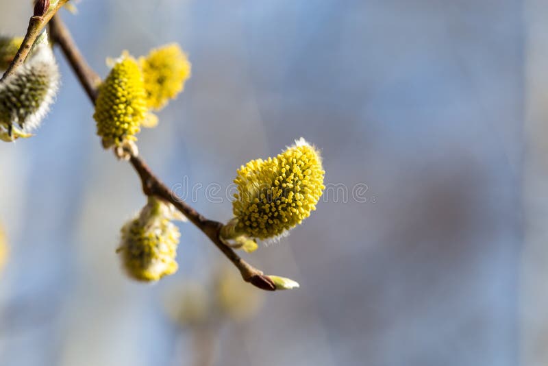 Picture with alder stock photo. Image of spring, tree - 134896618