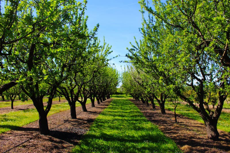 Picture of Almond Orchards in Rows Stock Photo - Image of almond ...
