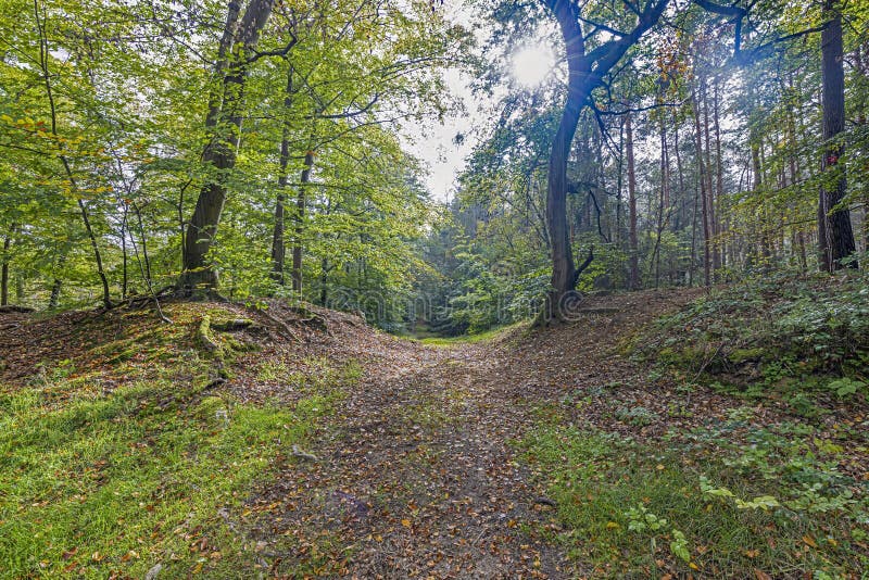 Picture Along a Path through a Summer Forest Stock Image - Image of ...