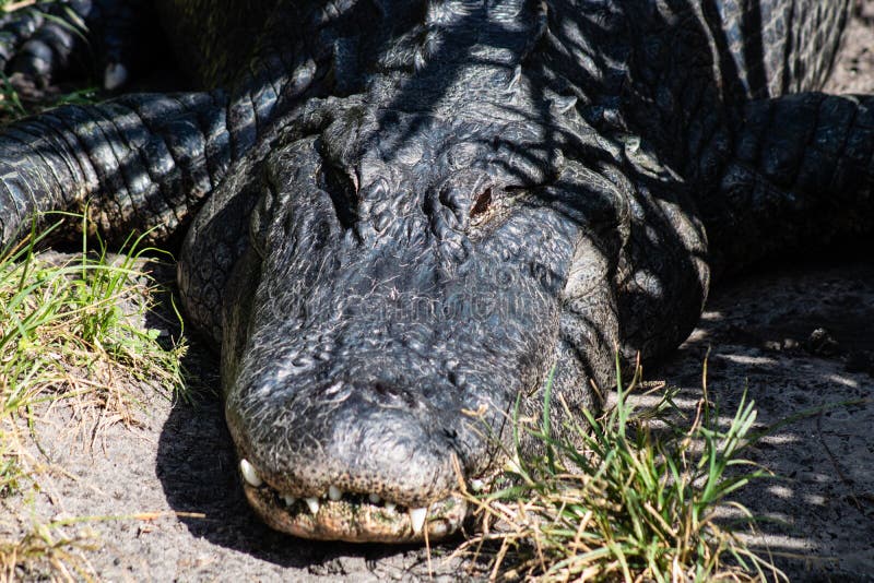 American alligator stock photo. Image of danger, american - 167990186