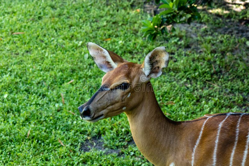Antelope stock photo. Image of mammal, white, wild, stripes - 128083708