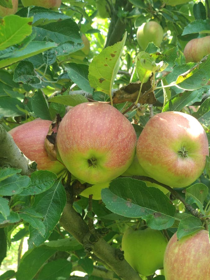 This is a Picture of an Apple. Stock Image - Image of produce, apple ...