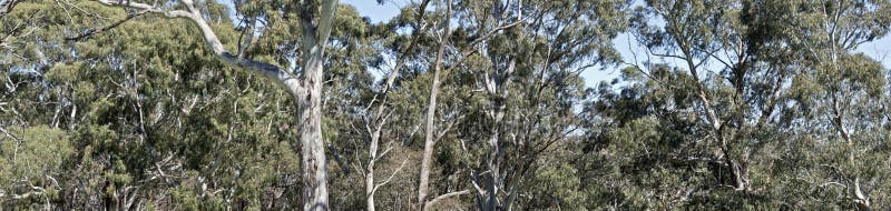 This is a Picture of an Australian Bush Scene Stock Photo - Image of ...