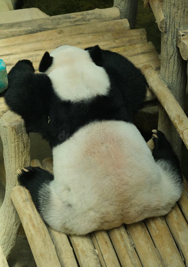 Back of the Panda stock photo. Image of bear, habitat - 263350392
