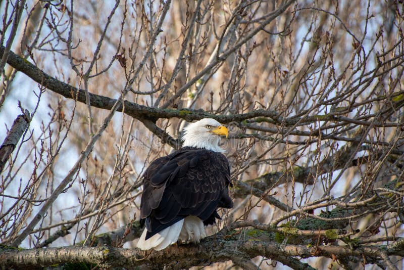 A Picture of a Bald Eagle Perching on the Branch Stock Image - Image of ...