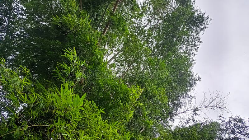 A Picture of Bamboo Tree Seen from Below Stock Photo - Image of belo ...