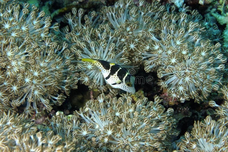 A Picture of a Banded Puffer Fish Stock Photo - Image of cute, banded ...