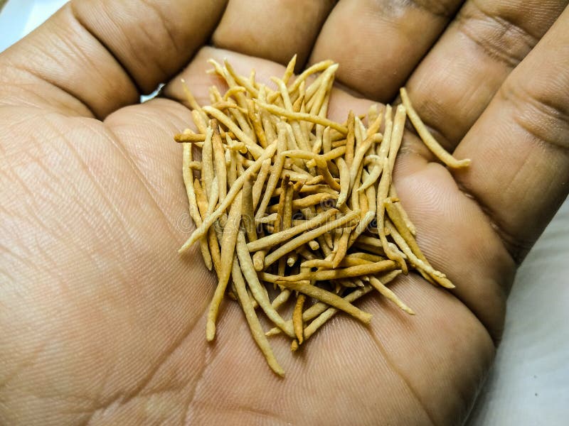 A picture of barley corn , stock photo. Image of nature - 164305680