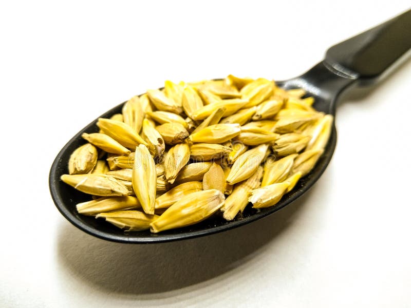 A picture of barley corn , stock image. Image of grain - 164305523