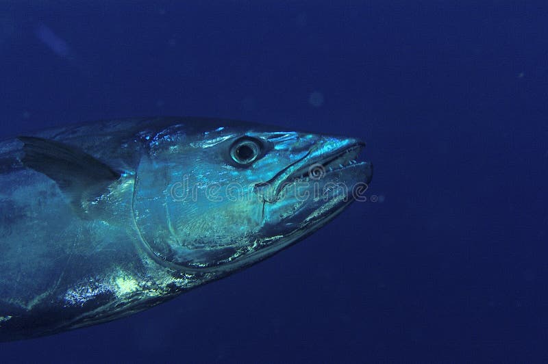 A picture of a barracuda stock image. Image of bahamas - 216366379