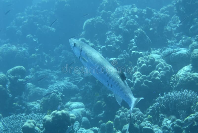 A picture of a barracuda stock image. Image of fish - 224313415