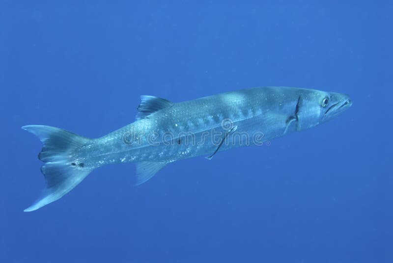 A picture of a barracuda stock photo. Image of fish - 224313472