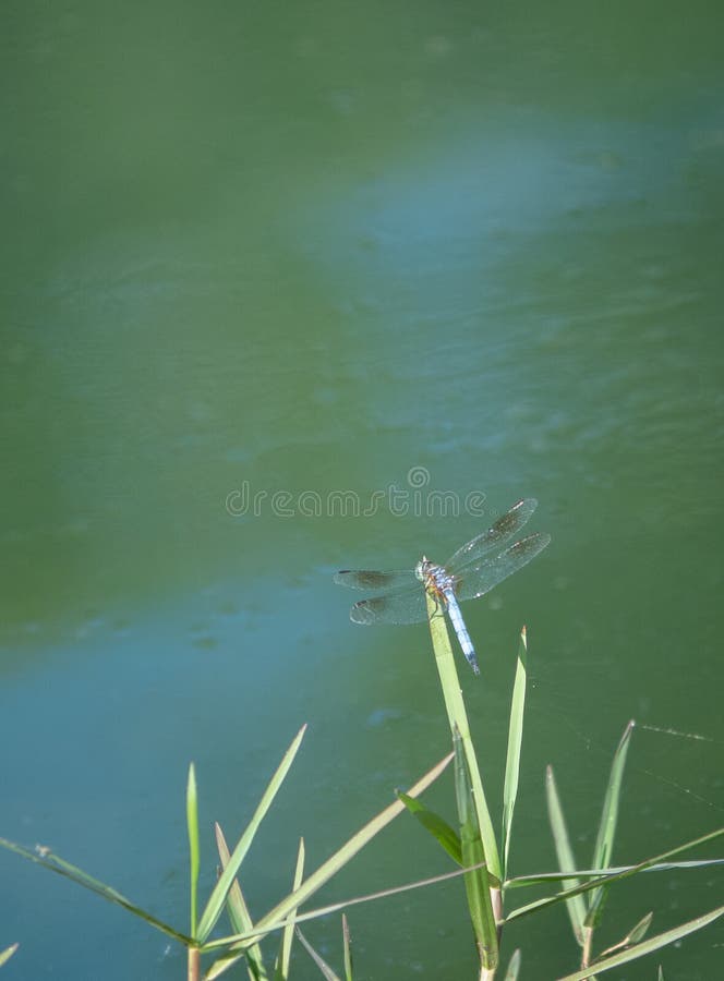 A Picture of Beautiful Blue Dragonfly Stock Photo - Image of colour ...