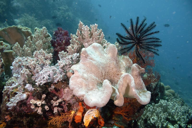 A picture of a crinoid stock image. Image of colorful - 216471103