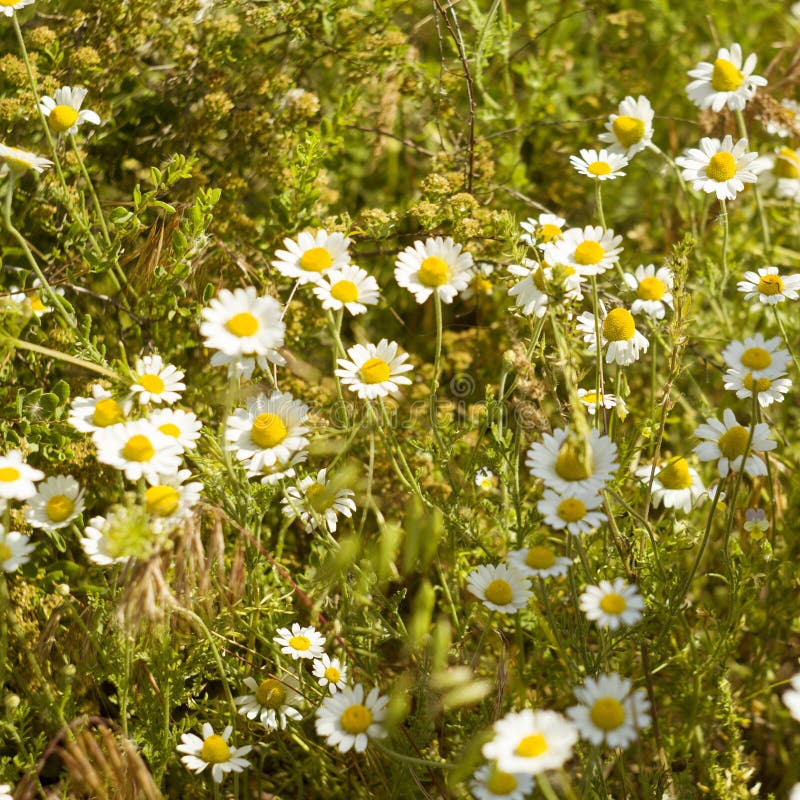 Picture of Beautiful Daisies Field at Daylight Stock Photo - Image of ...