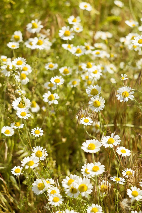 Picture of Beautiful Daisies Field at Daylight Stock Image - Image of ...